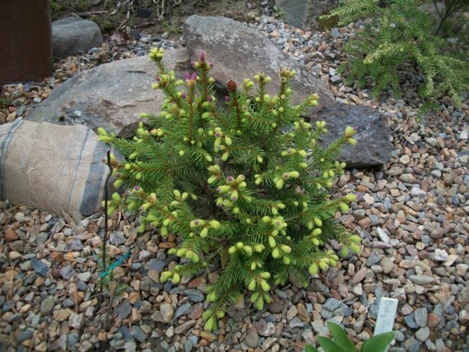 Picea Abies Pusch Pusch Norway Spruce Conifer Trinomial