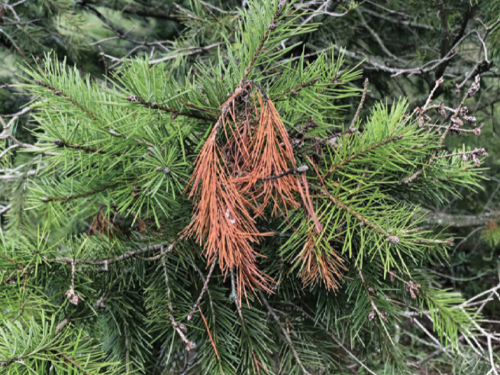 Conifer Fungal Diseases & How to Prevent Them | American Conifer Society
